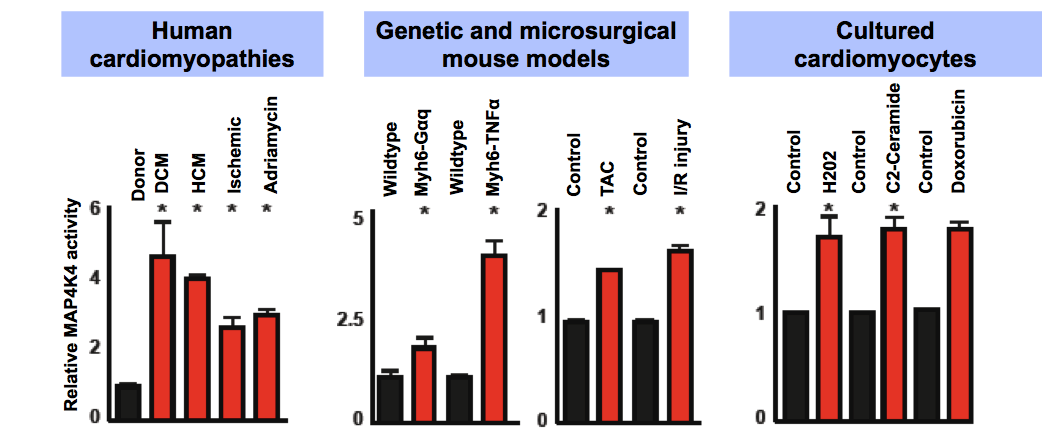 MAP4K4 Inhibitor | Cardioprotection Drug Candidate | Domainex