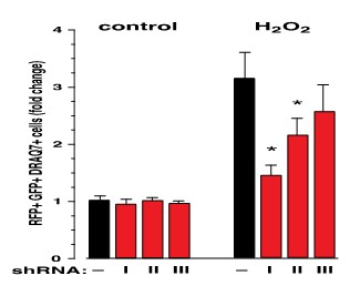 MAP4K4 Inhibitor | Cardioprotection Drug Candidate | Domainex