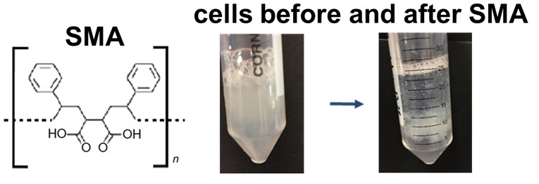 Neurotensin Receptor 1 | PoLiPa GPCR Purification | Domainex